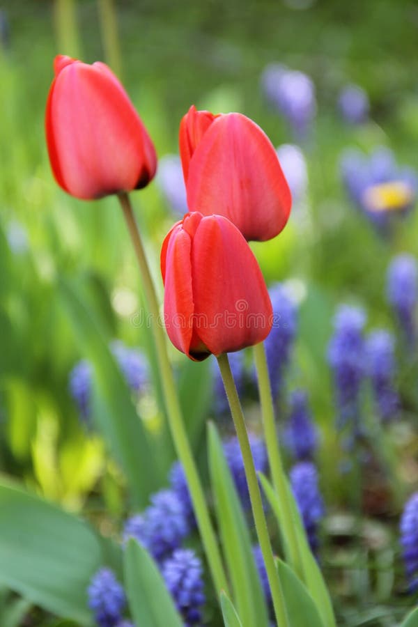 Three tulips stock photo. Image of tulips, garden, blossoms - 70306588