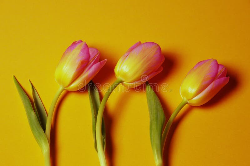 Three tulips stock photo. Image of flowers, springflowers - 49988952