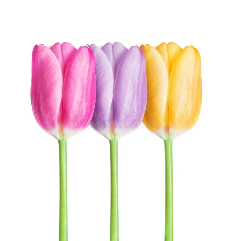 Three Tulips of Different Colors Close-up Stock Image - Image of ...