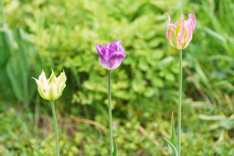 Three Tulips in the Garden. Stock Image - Image of plants, single: 56142087