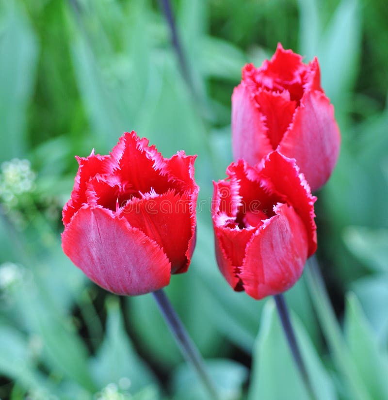 Three tulips on the lawn stock photo. Image of lawn, landscape - 51453460