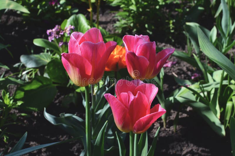Three Tulips are Mesmerizing Stock Image - Image of flower, tulips ...