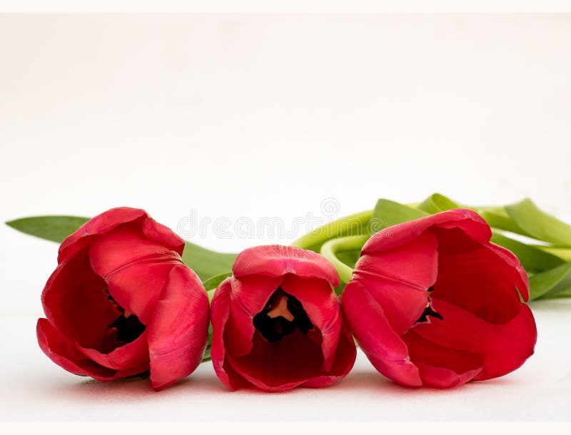 Three Tulips in a Row stock image. Image of tulip, flower - 86623567