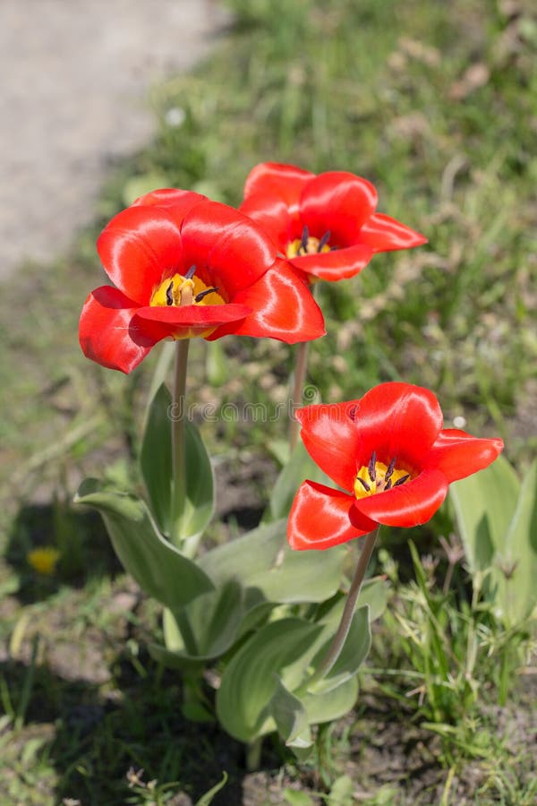 Three tulips in the spring stock photo. Image of purple - 71792012