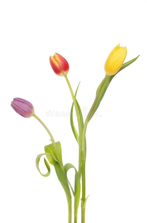 Three tulips stock photo. Image of isolated, blossom - 53432210