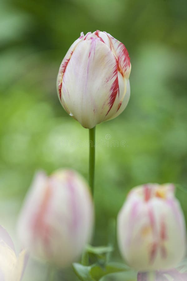 Three Tulips Outside on Lawn Stock Image - Image of meadow, blossom ...