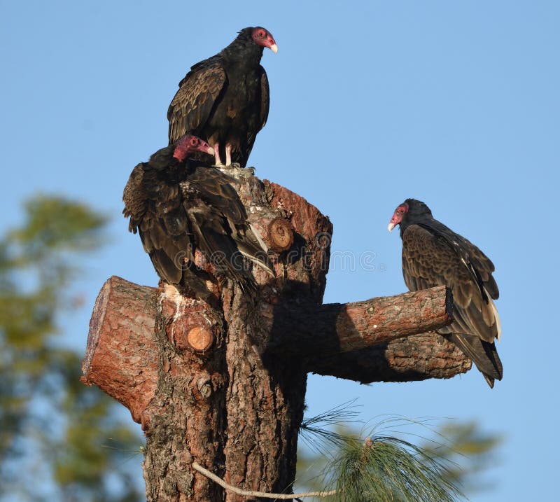 Turkey vulture trio stock photo. Image of turkey, avian - 240388826