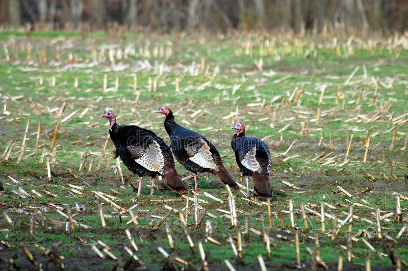 Three Turkeys stock image. Image of gobbler, birds, wildlife - 1415505