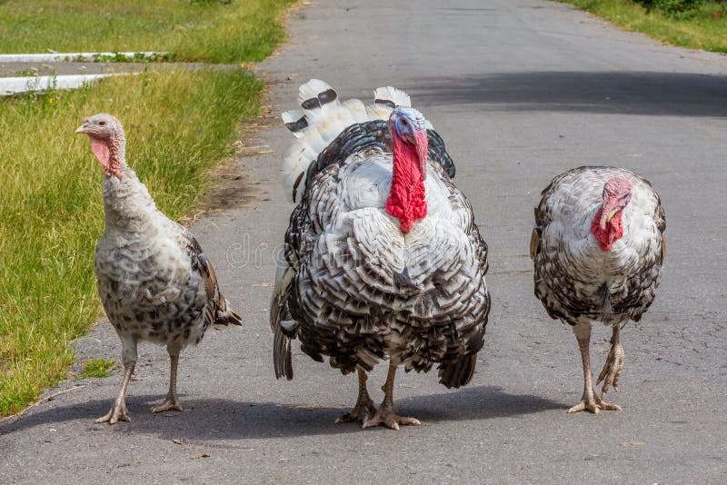Three Turkeys stock image. Image of gobbler, birds, wildlife - 1415505