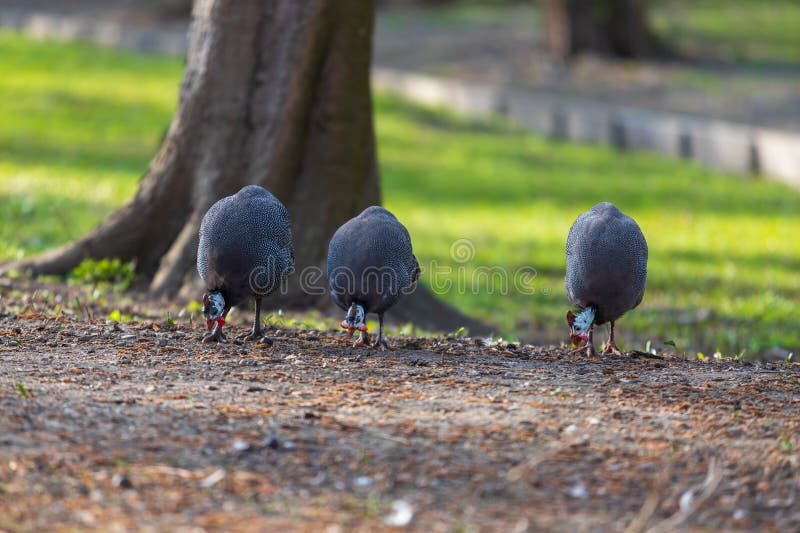 Three Turkeys Graze in the Garden. There are Trees and Green Grass ...