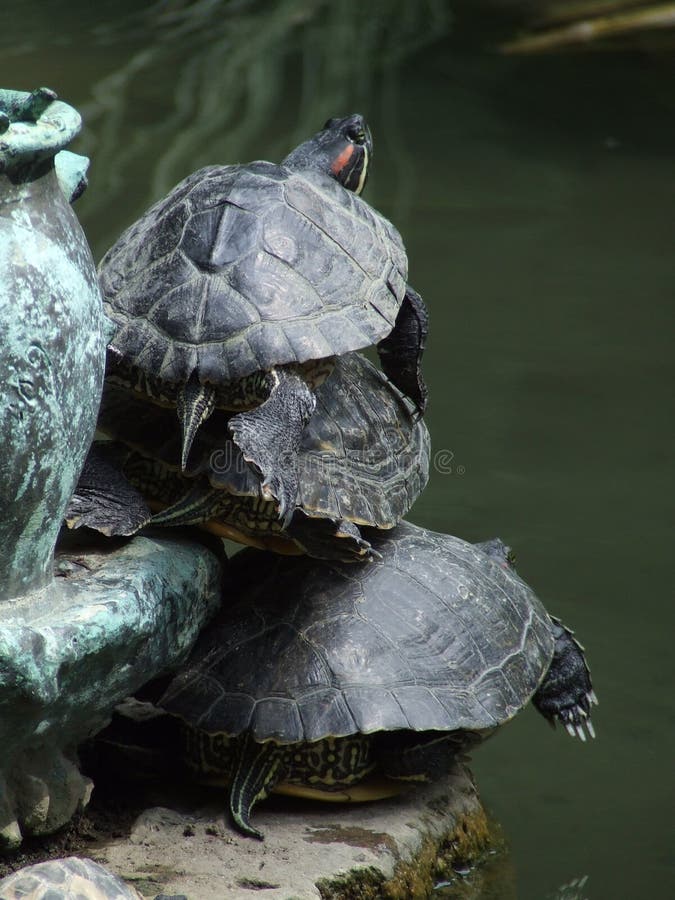 Three Turtles stock image. Image of turtles, hungary, magyar - 1177365
