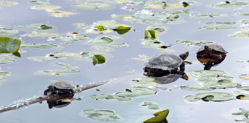 Three Turtles stock photo. Image of nature, animal, reptile - 14559074