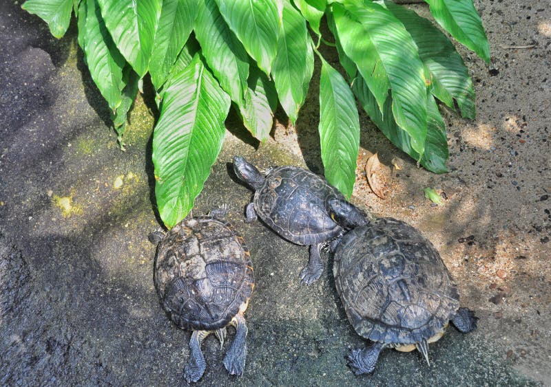 Three turtles stock image. Image of snaps, animals, rock - 52840455