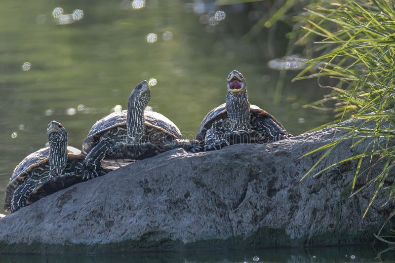 Three Turtles Looks Like Singing on a Rock by the River Stock Image ...
