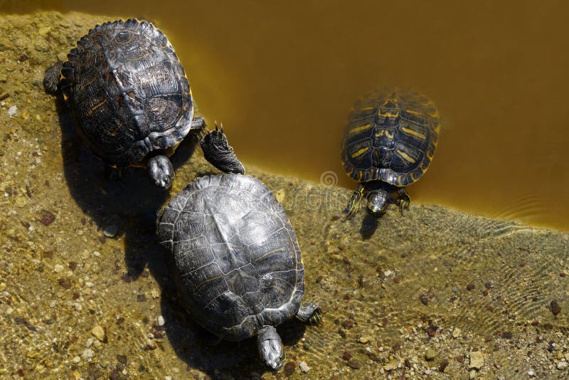 Three turtles out of water stock image. Image of reptile - 246170729