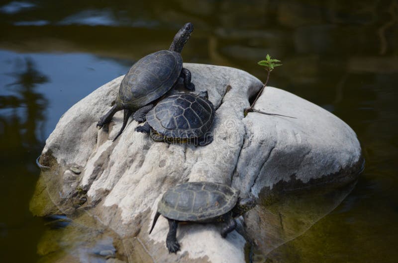 Three turtles on a rock. stock photo. Image of rock - 196417214
