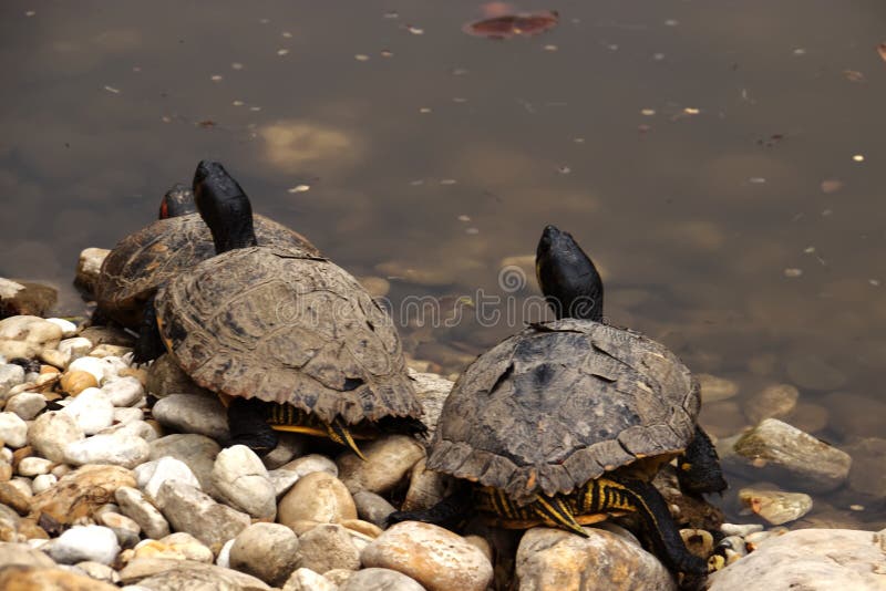 Three turtles in a row stock image. Image of tortoise - 375071089