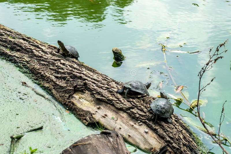 Three Turtles Sit on a Tree Trunk Fallen into the River Stock Image ...