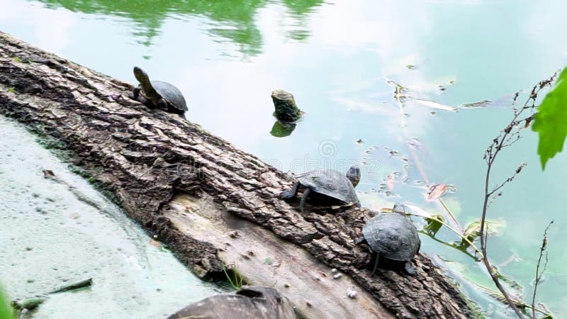 Three Turtles Sit on a Tree Trunk Fallen into the River Stock Footage ...