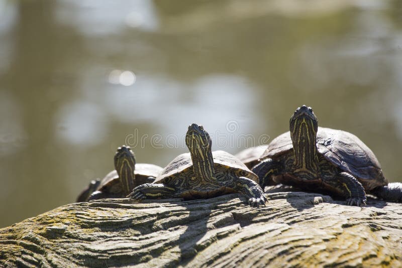 Three Turtles stock photo. Image of color, redeared, scene - 51509674