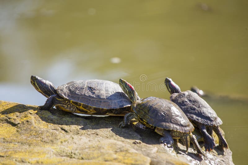 Three Turtles stock image. Image of persistence, striped - 51509803