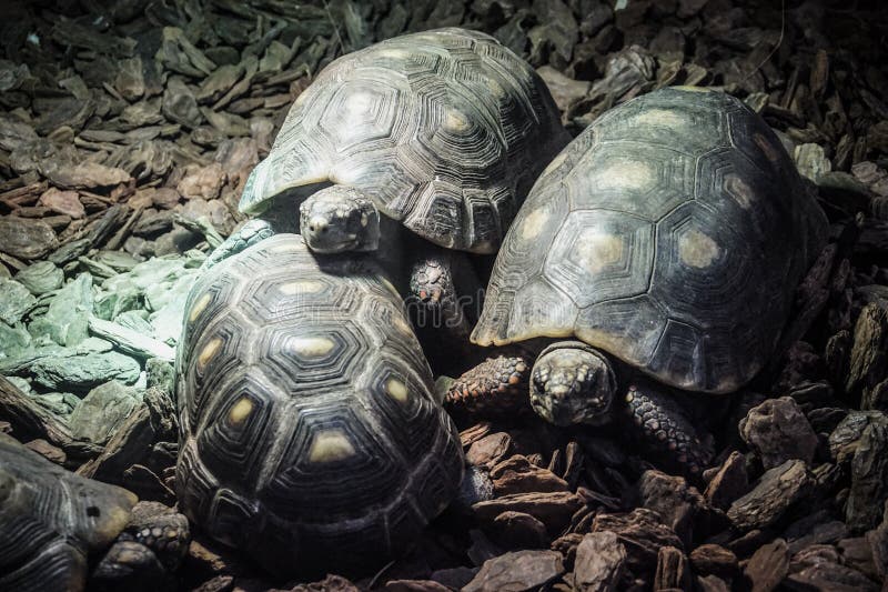 Three Turtles - View from the Above Stock Image - Image of laying ...