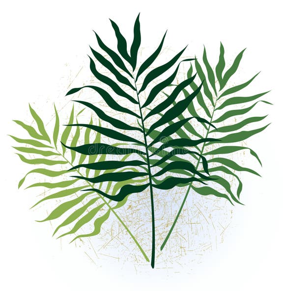 Three Twigs with Long Leaves Stock Illustration - Illustration of green ...