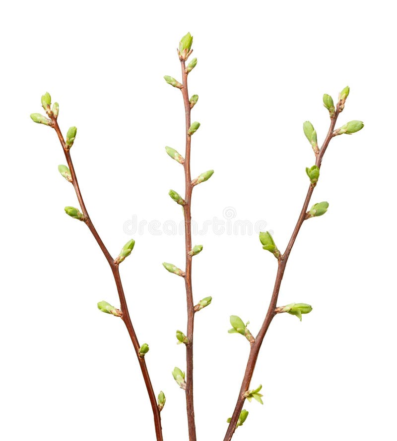 Three twigs stock image. Image of germinate, season, delicate - 83383383