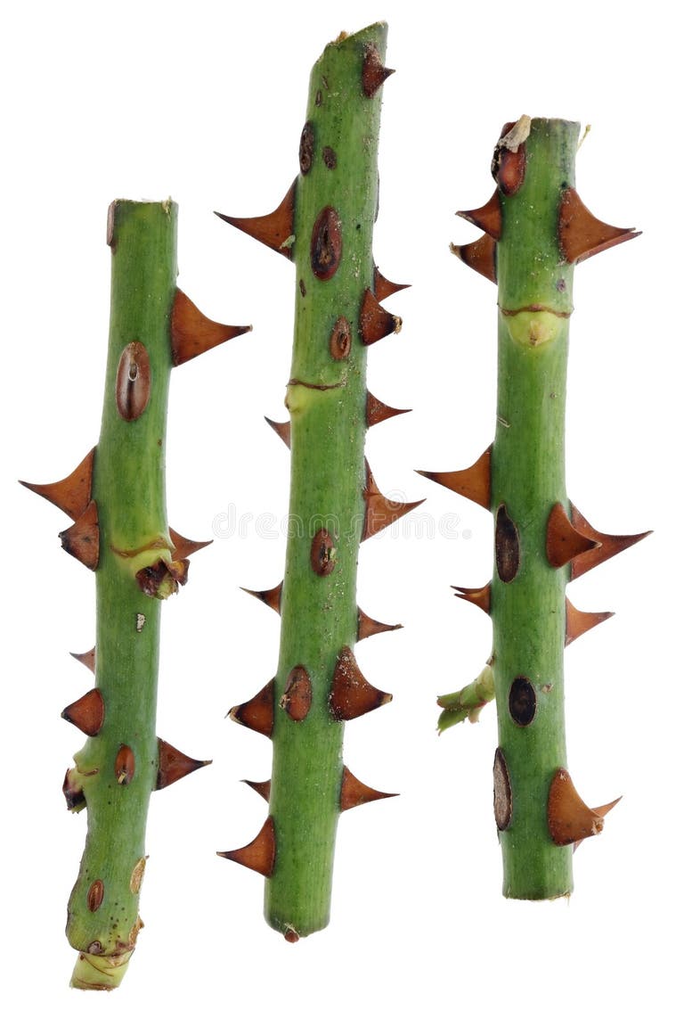 13,860 Sharp Spikes Stock Photos - Free & Royalty-Free Stock Photos ...