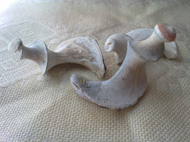 Sea Shells on a Worn Out Table Stock Image - Image of space, tropical ...