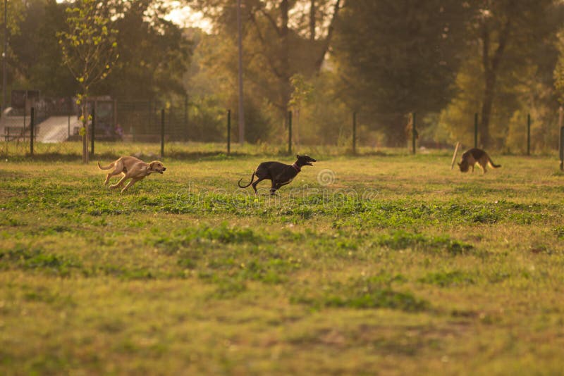 Three Two Dogs Running Fast Outdoors Stock Photo - Image of summer ...