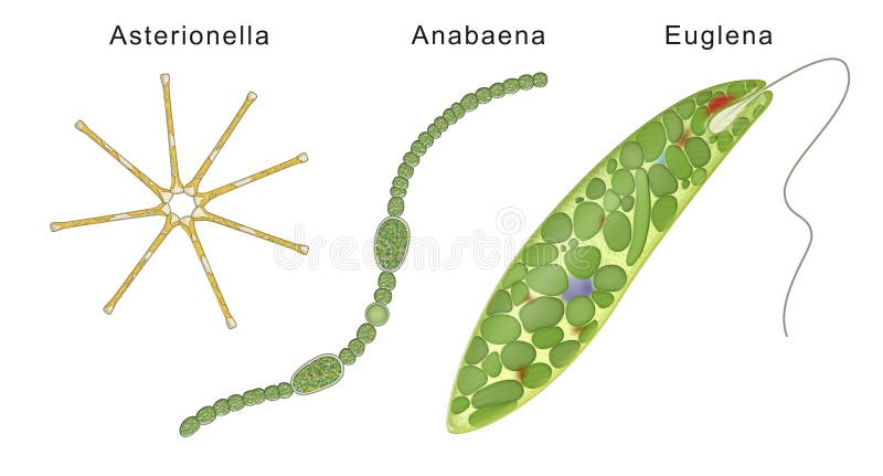 Types Of Archaea