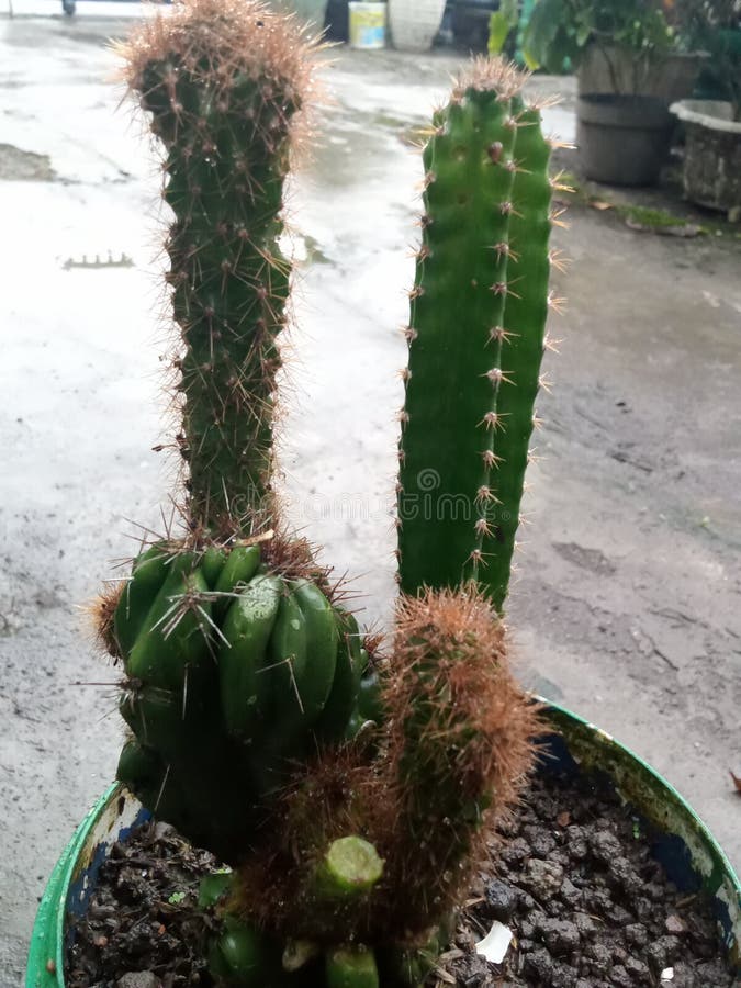 Three Types of Cacti in One Tree Stock Image - Image of cacti, types ...