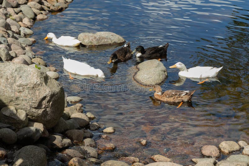 Three Types of Ducks Walk by the Pond. White, Black, Brown Duck Stock ...