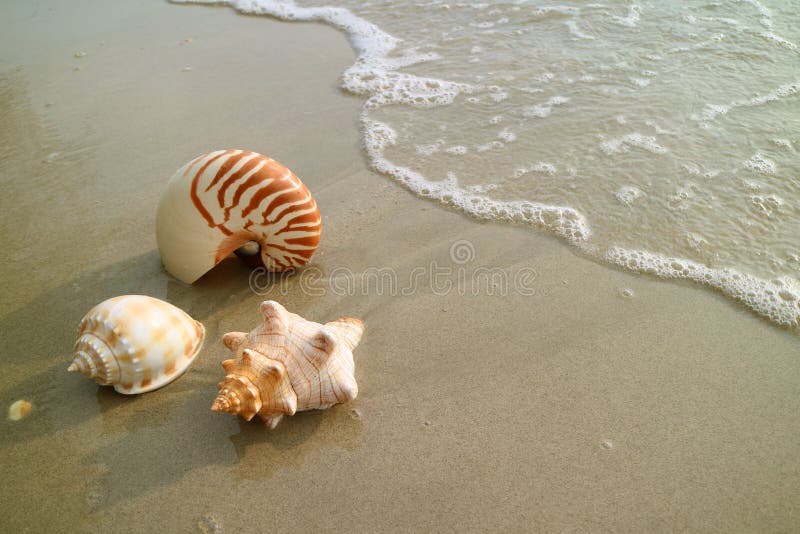 Three Types of Natural Seashells on the Sand Beach Approaching by Wave ...