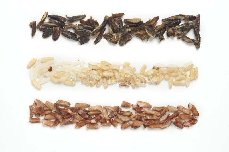 Three Types of Rice in a Row Stock Photo - Image of kernels, full: 18372866