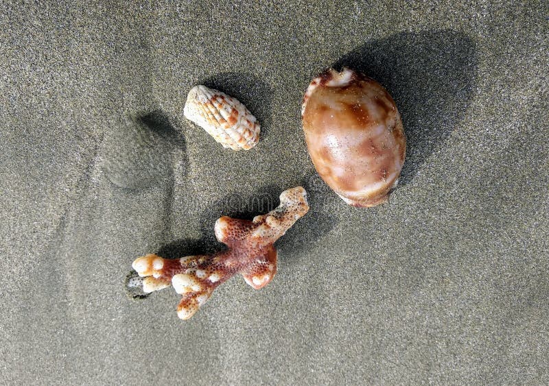 Three Unique Sea Shells on White Sand is Very Beautiful Stock Photo ...