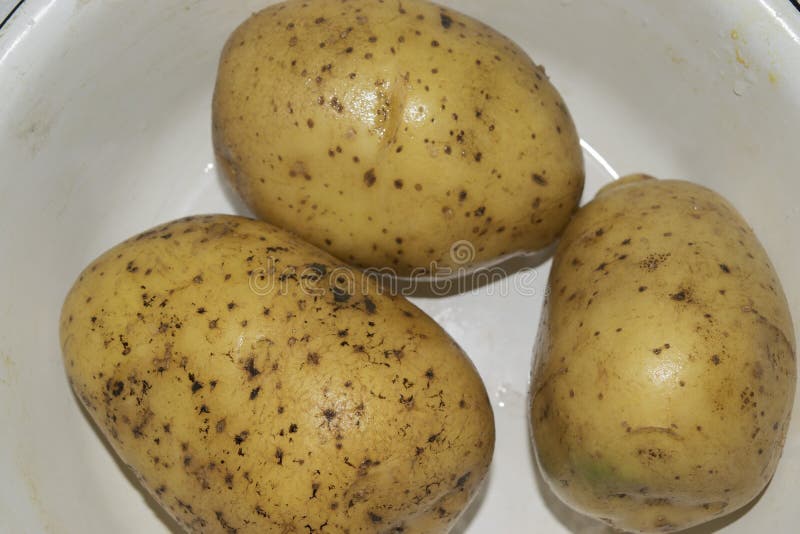 Three Unpeeled Washed Potatoes in a White Plate. Home Cooking Stock ...