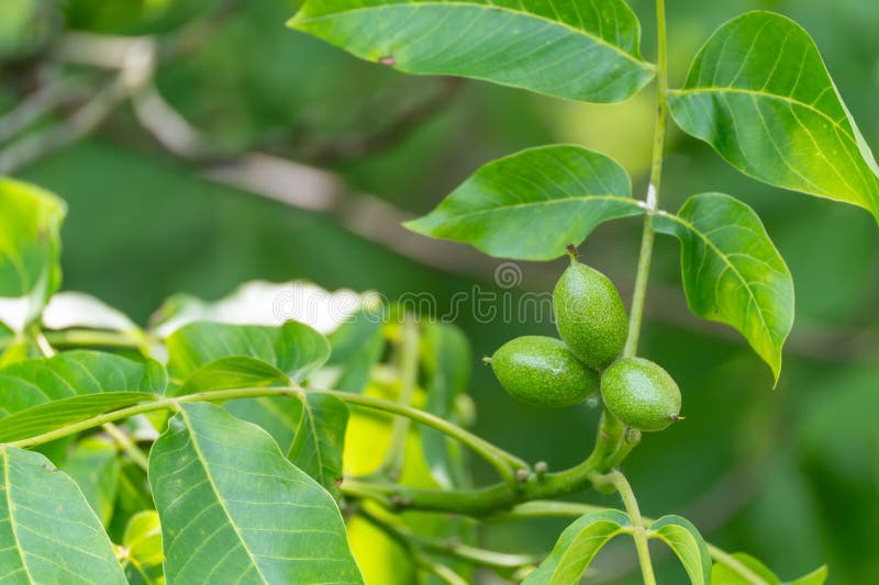 Three Unripe Walnuts on a Walnut Tree, Surrounded by Lush Greenery ...