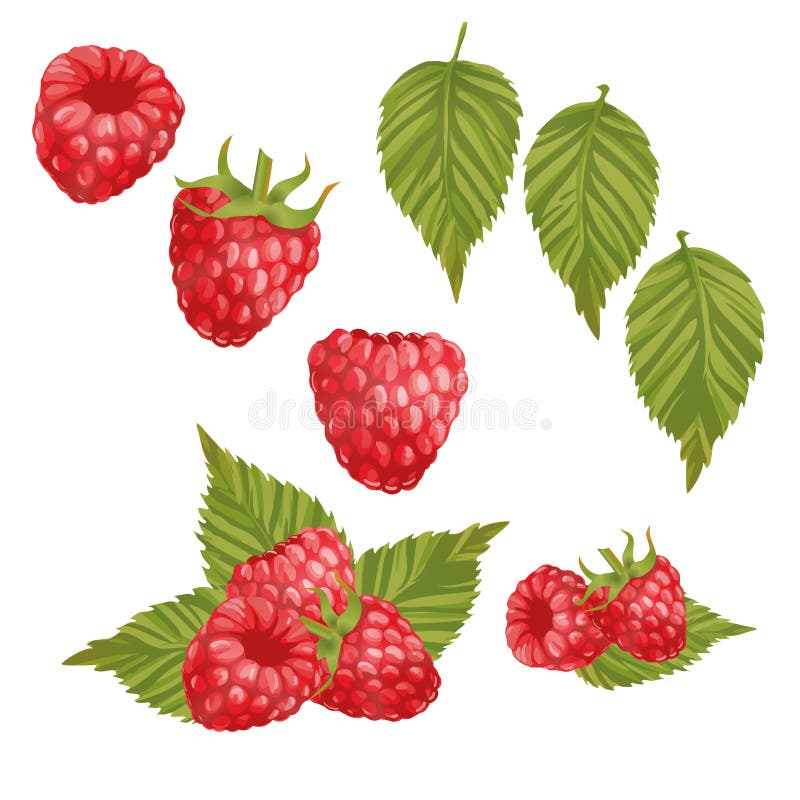 Raspberry vector eps10 stock vector. Illustration of rasps - 232390690