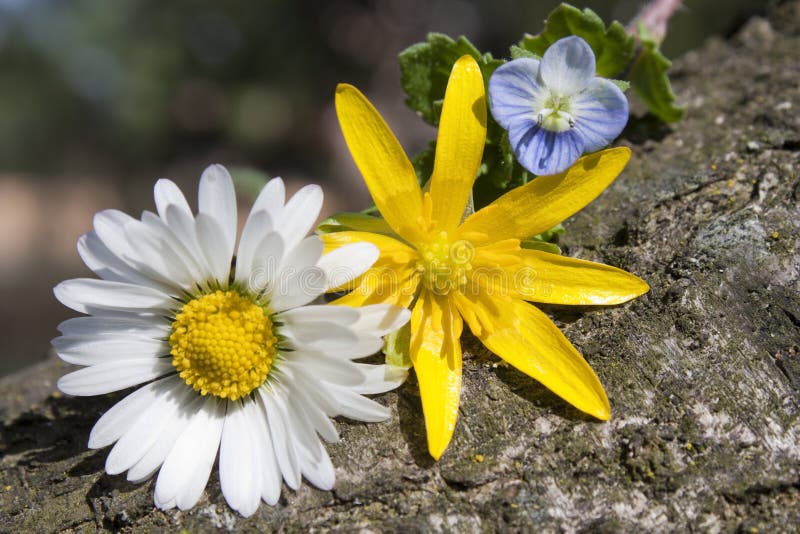 Three Petals Log Stock Photos - Free & Royalty-Free Stock Photos from ...