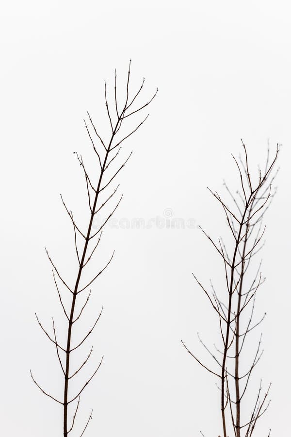 Three Vertical Black Winter Twigs. Stock Photo - Image of branch ...
