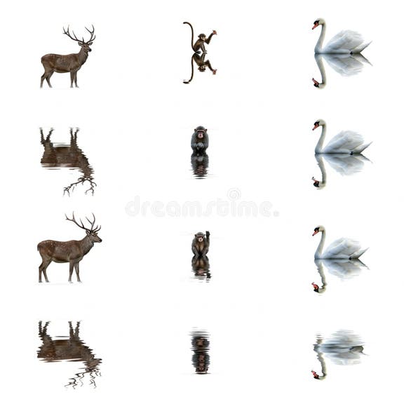 Three Vertical Columns Feature Animals Against a White Background. the ...