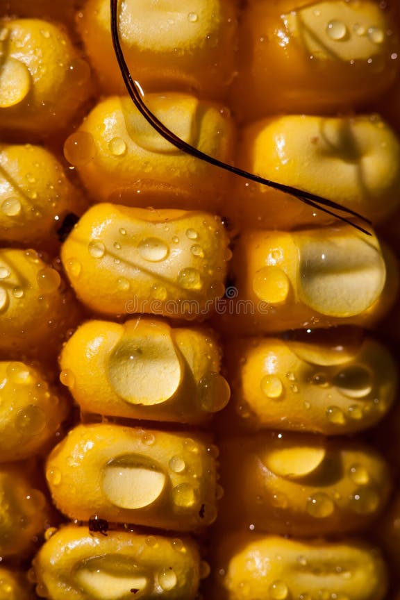 Three Vertical Rows of Corn Kernels Stock Image - Image of corn ...