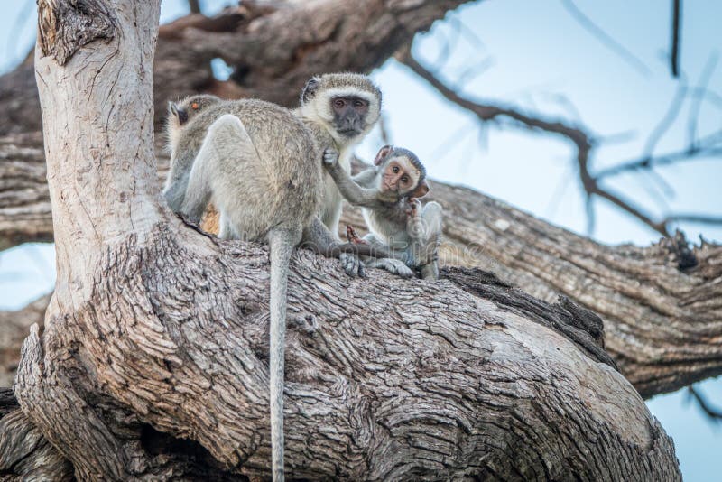 Three Vervet Monkeys Preening Each Other Stock Photo - Image of baby ...