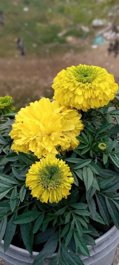 Three Very Beautiful Genda Flowers Stock Image - Image of flowers ...