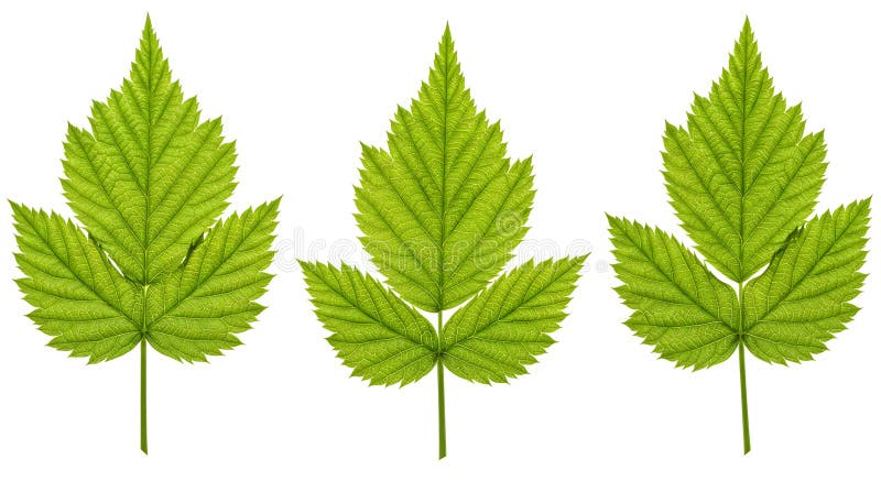 Three Vibrant Green Raspberry Leaves: a Botanical Study Stock ...