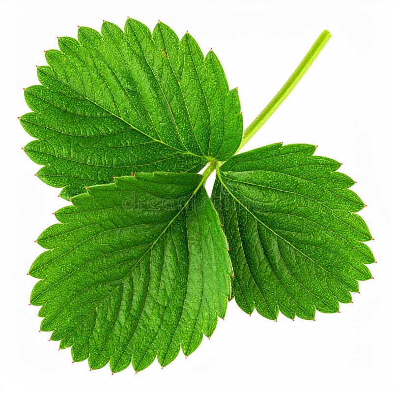 Three Vibrant Green Strawberry Leaves Isolated on White Background ...