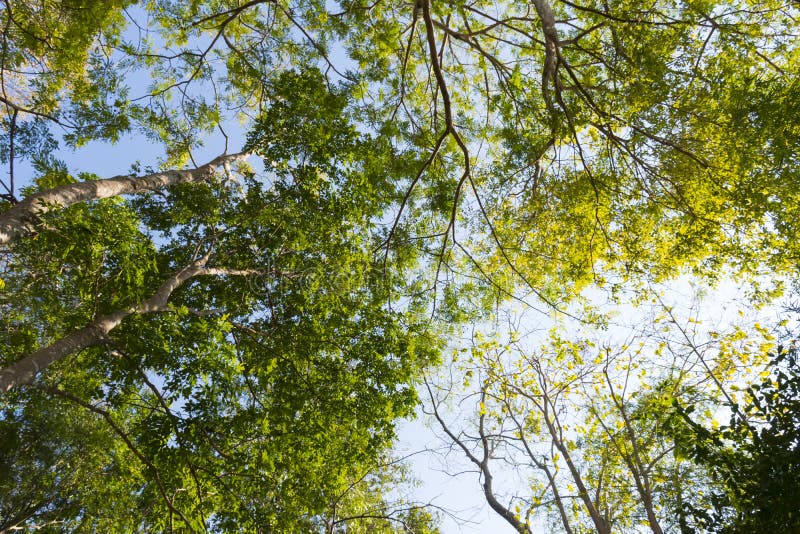 Three View Upside Natural Background. Stock Image - Image of ...