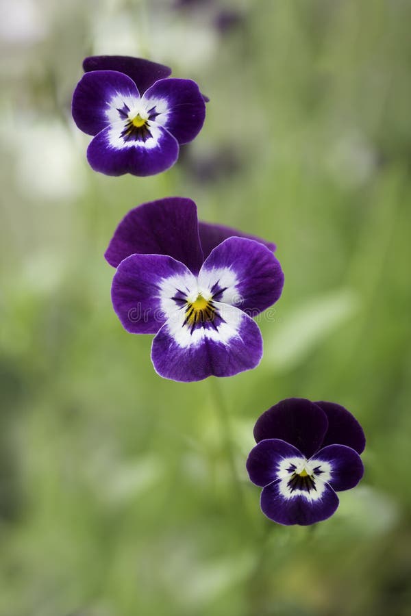 Three Viola Faces with Shallow Depth of Field Stock Image - Image of ...